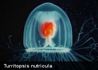12.-Turritopsis-nutricula – culturizando.com | Alimenta tu Mente