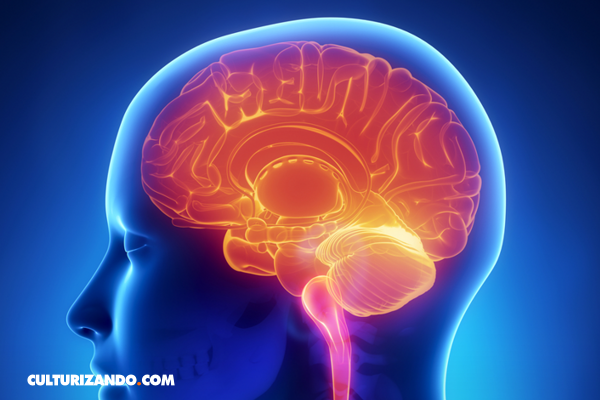 La Nota Curiosa: ¿Qué es el cerebelo? – culturizando.com | Alimenta tu ...