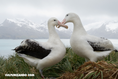 4 de los animales más románticos del mundo – culturizando.com ...