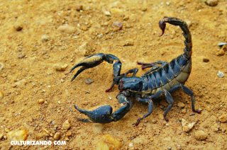 Curiosa naturaleza: Escorpión emperador azul – culturizando.com ...