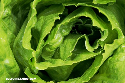 10 beneficios de la lechuga – culturizando.com | Alimenta tu Mente