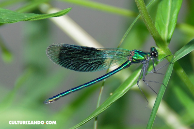 10 datos que no sabías sobre las libélulas – culturizando.com ...