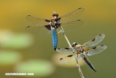 10 datos que no sabías sobre las libélulas – culturizando.com ...
