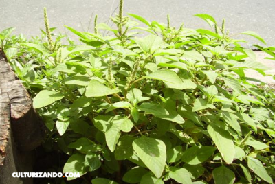 ¿Qué sabes de la pira? – culturizando.com | Alimenta tu Mente