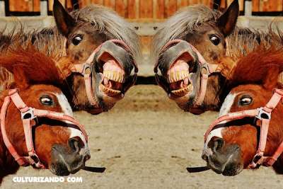 Caballos graciosos – culturizando.com | Alimenta tu Mente