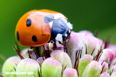 Más datos curiosos sobre los insectos – culturizando.com | Alimenta tu ...