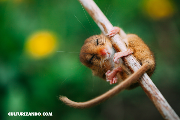Alguna vez te has preguntado… ¿Cuál es el animal más dormilón de todos ...
