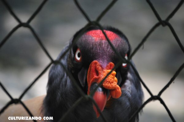 Zopilote rey, cóndor de la selva o zamuro rey, ¿sabes de qué animal te ...