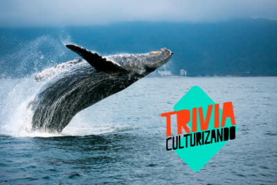 ¿Te gusta la fauna marina, en especial las ballenas? ¡Pon a prueba tus ...