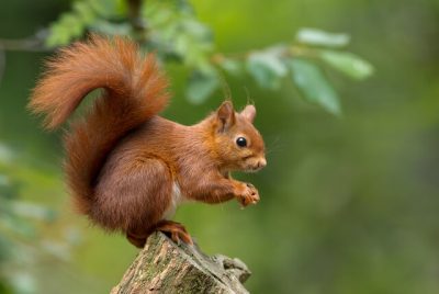 5 datos curiosos de las ardillas – culturizando.com | Alimenta tu Mente